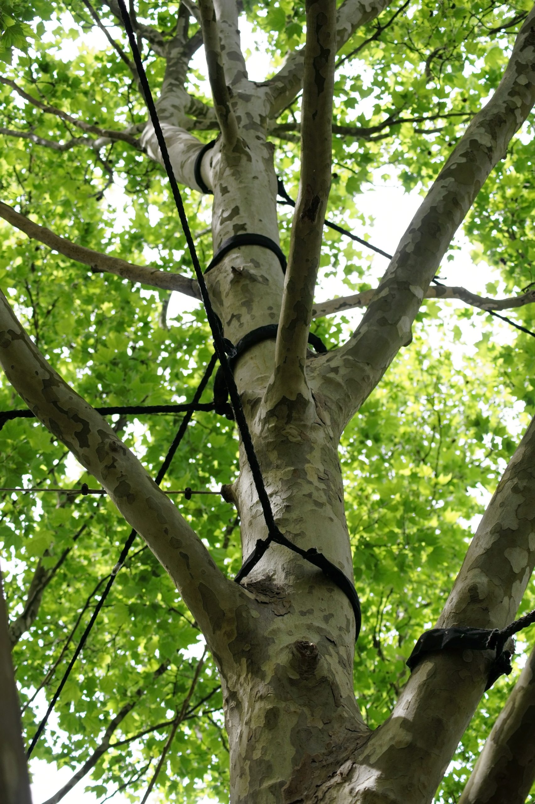 Veteran Tree Management | Tree Bracing, Re-trenchment, Bedfordshire | UK