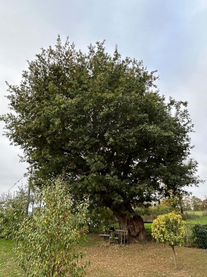 Tree Surgeons Bedford - Award Winning Tree Surgeon in Bedfordshire for ...